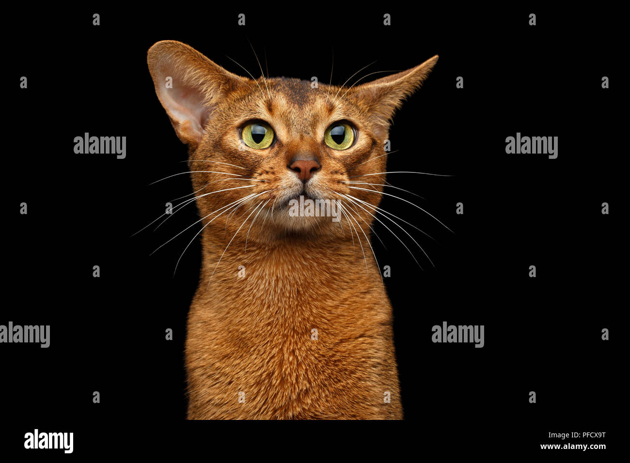 Red Abyssinian Cat