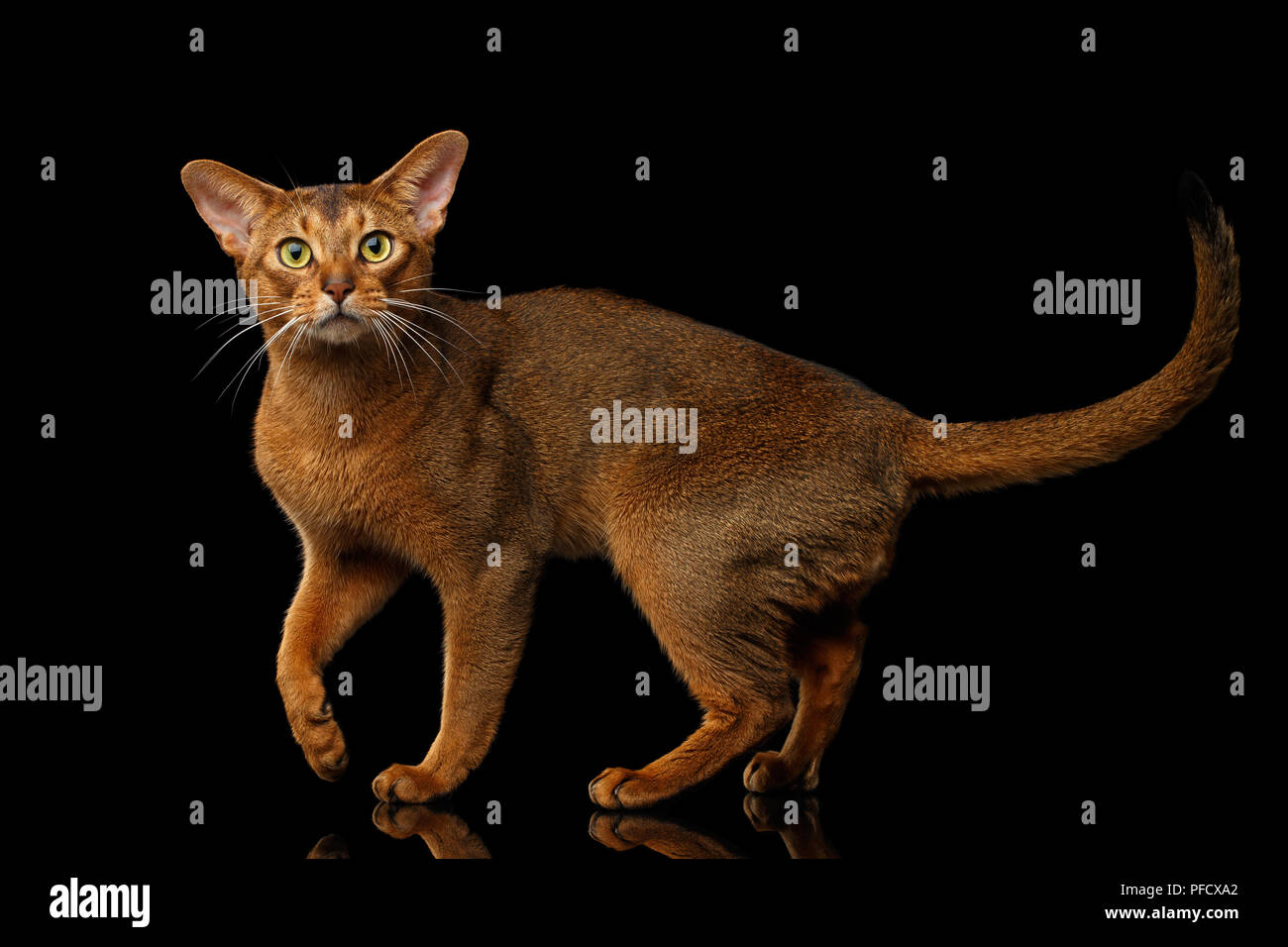 Playful abyssinian cat standing at side with curious face, isolated on ...