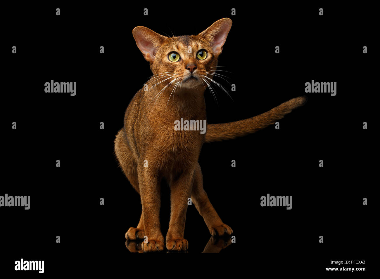 Playful abyssinian cat standing with curious face, isolated on black ...