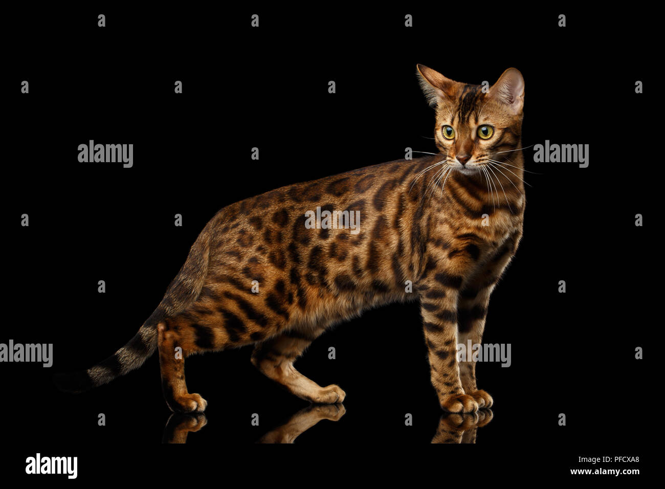 Adorable Gold Bengal Cat with rosette Standing on Isolated black ...