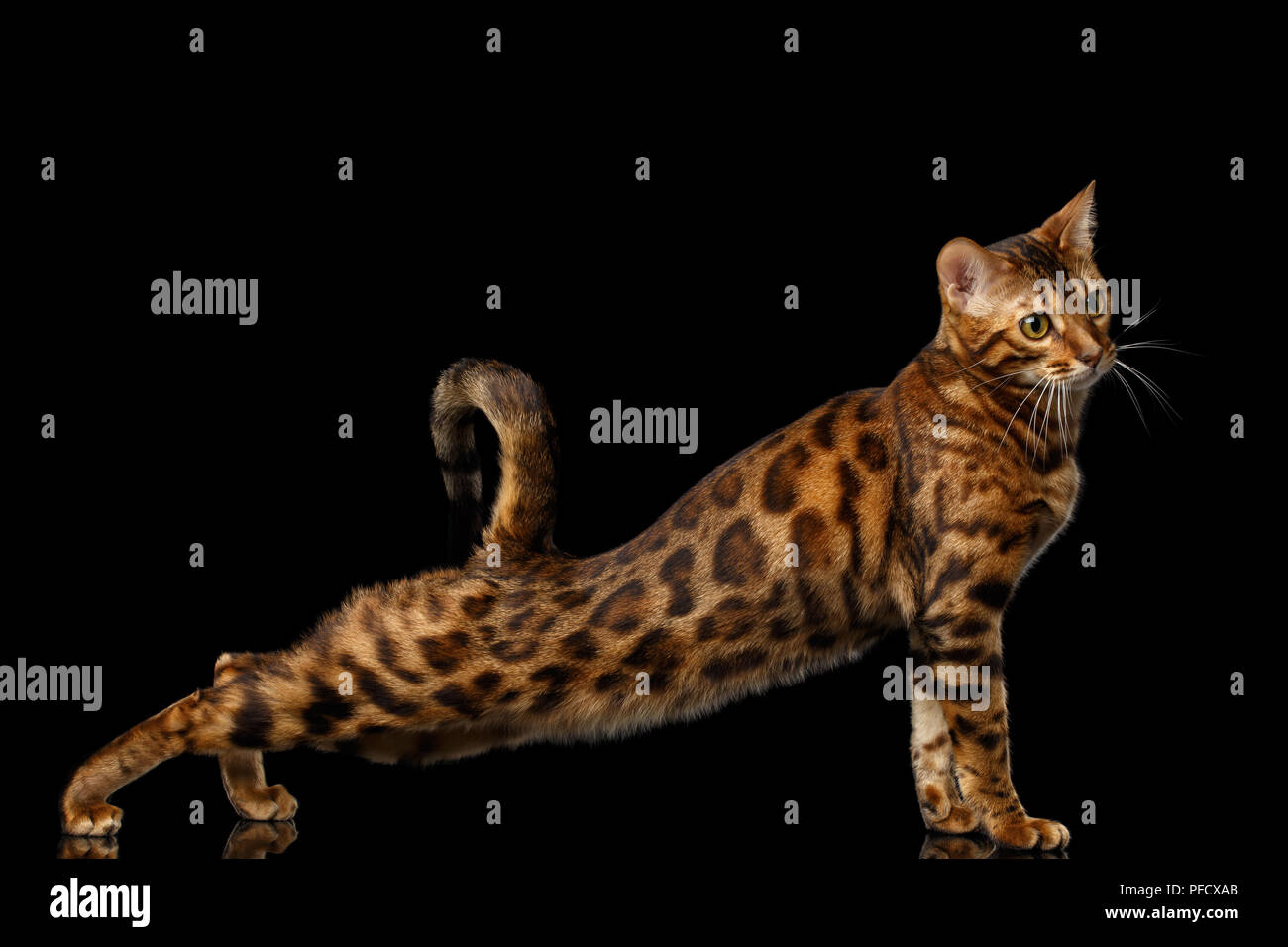 Adorable Gold Bengal Cat with rosette Standing and stretched up on ...