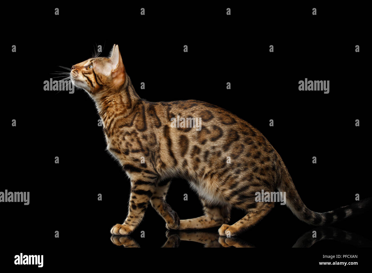 Playful Gold Bengal Cat with rosette on side, walking and Looking up ...