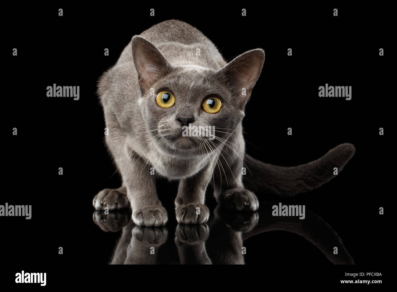 Blue Burmese Kitten, crouching and Looking up Curious on Isolated black ...