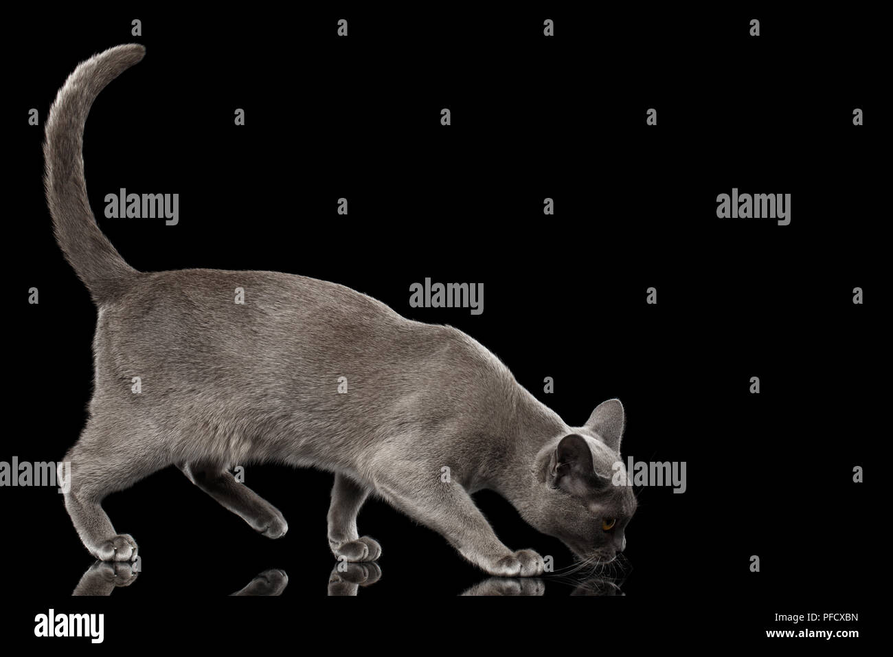 Blue Burmese Kitten sniffing, walking crouching at side view on ...