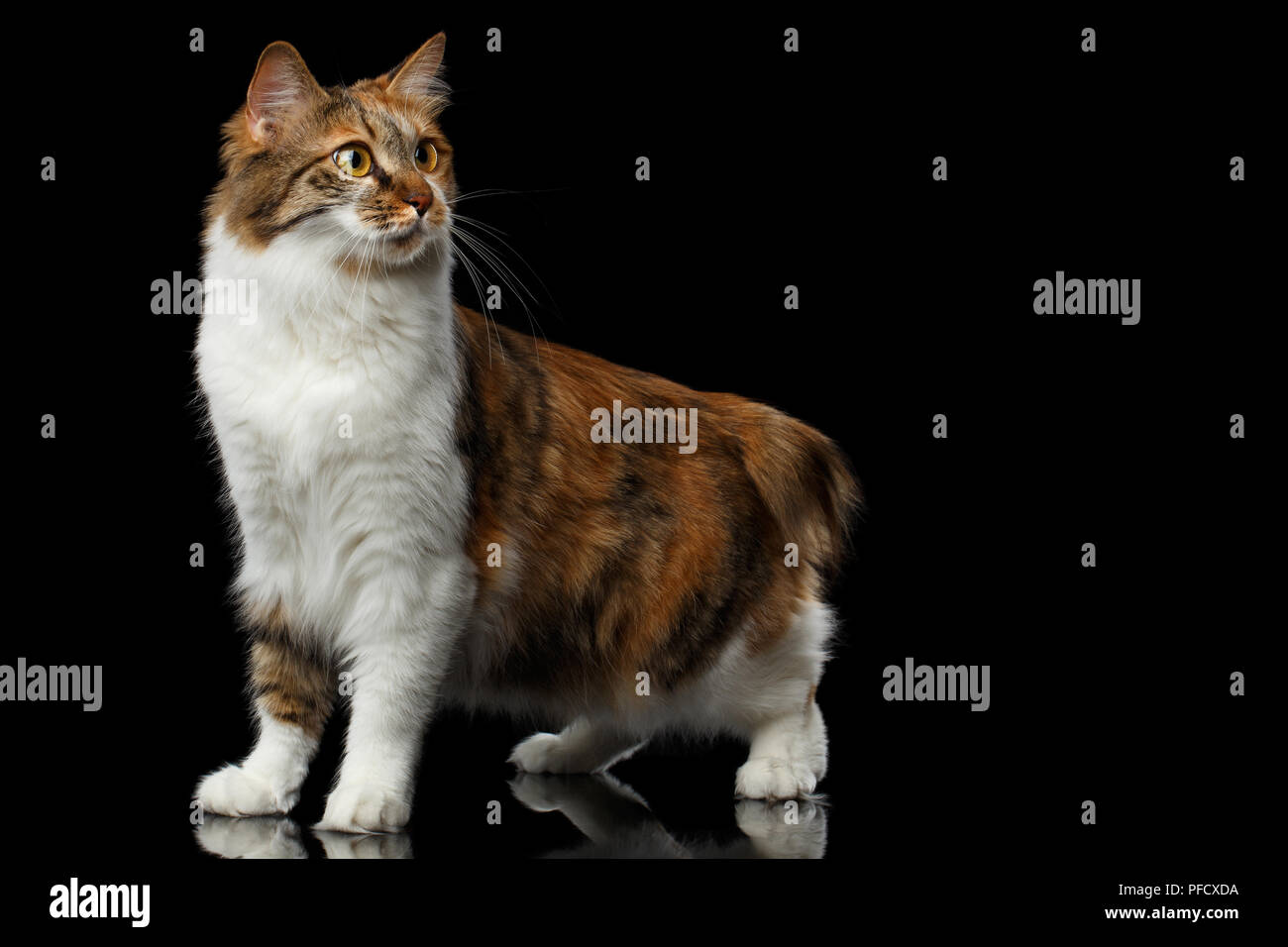 Crouch Ginger with white Kurilian Bobtail Cat standing on isolated ...