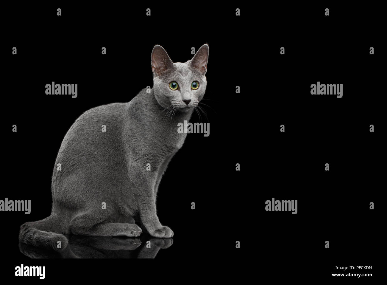 Russian Blue Cat Green Eyes High Resolution Stock Photography and ...