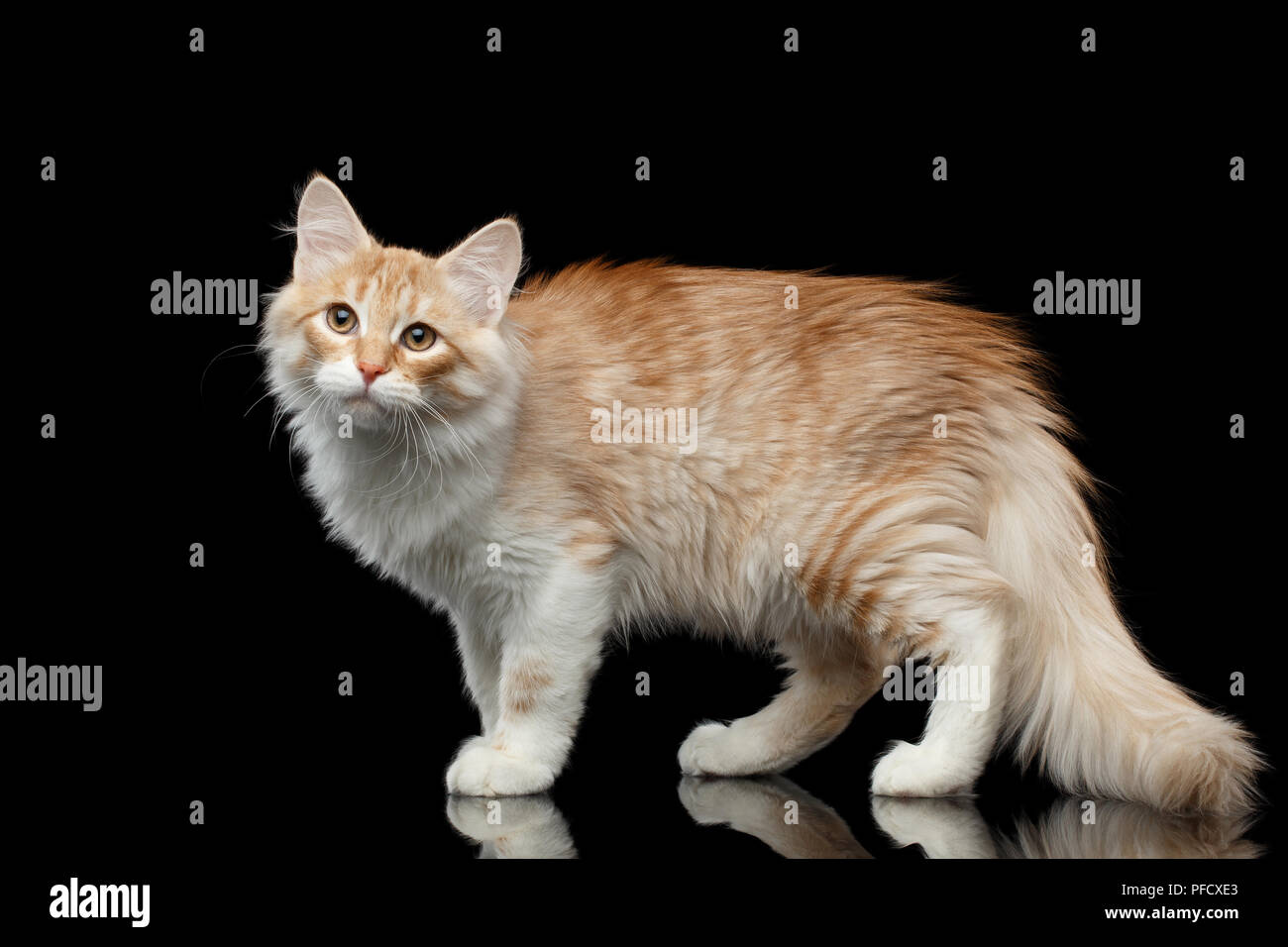 Cat Standing Profile