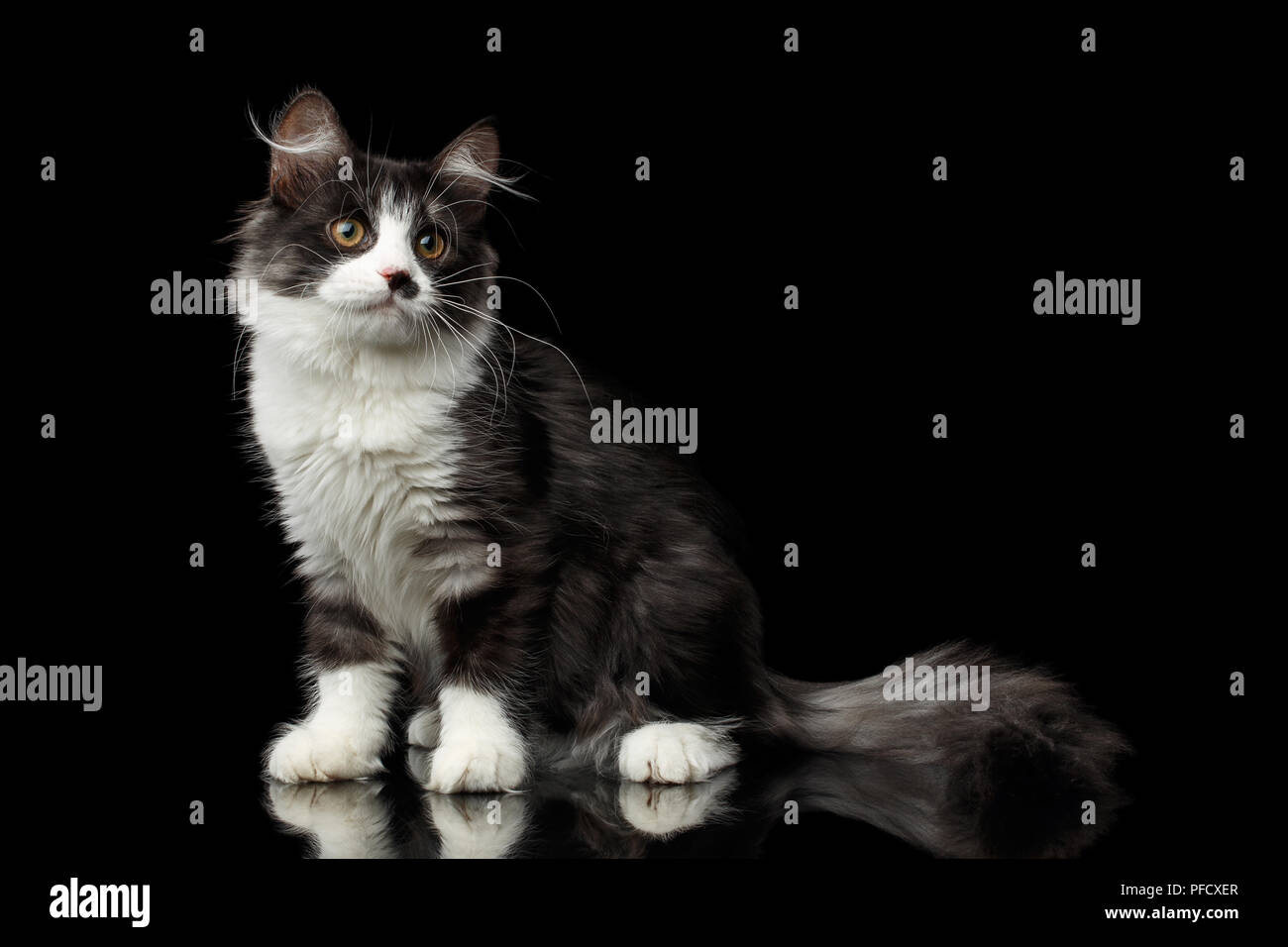 Cute Black with white Siberian Cat with spot on nose sitting on ...