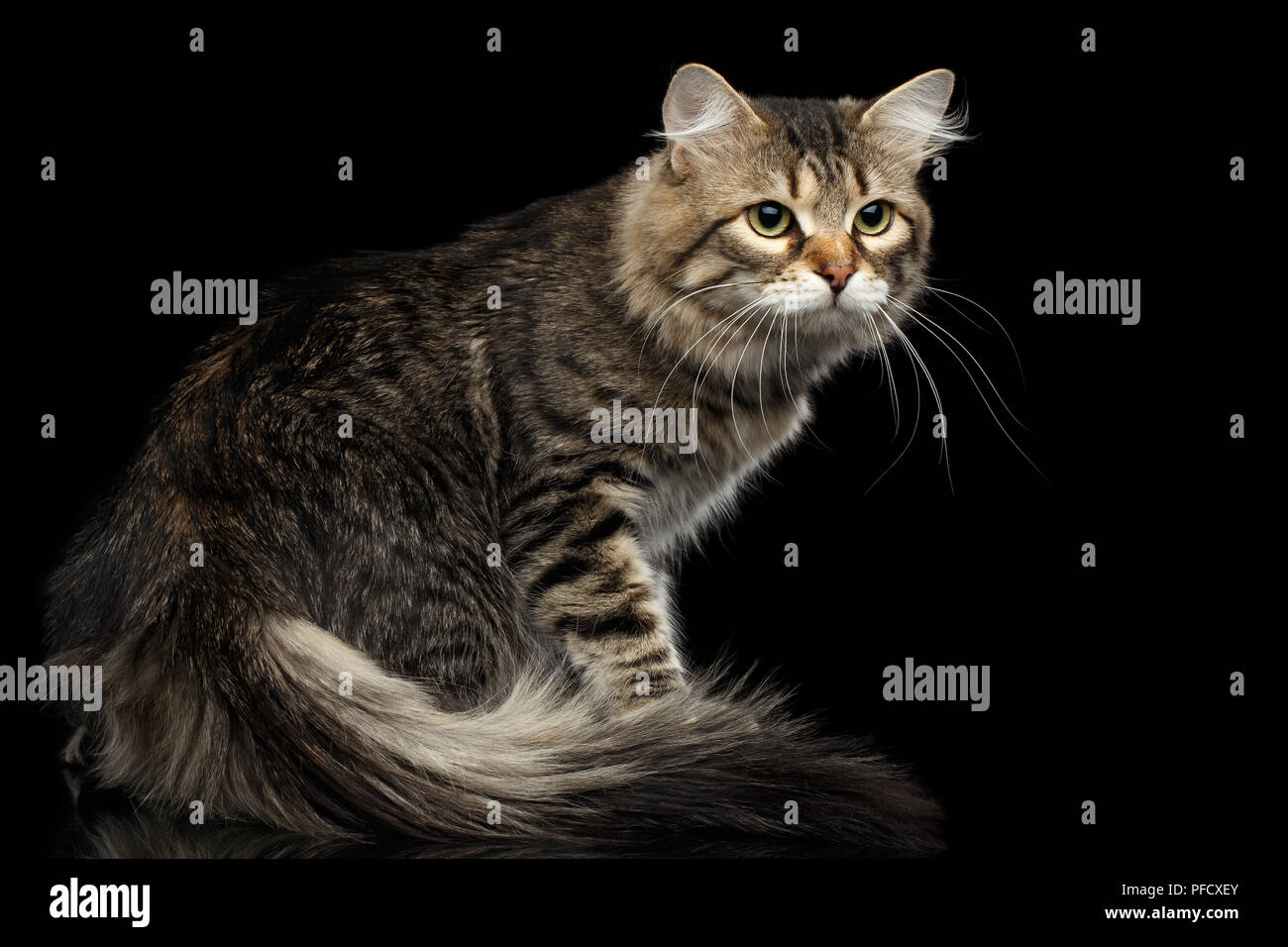 Curious Siberian Cat Turn back with furry tail on isolated black ...