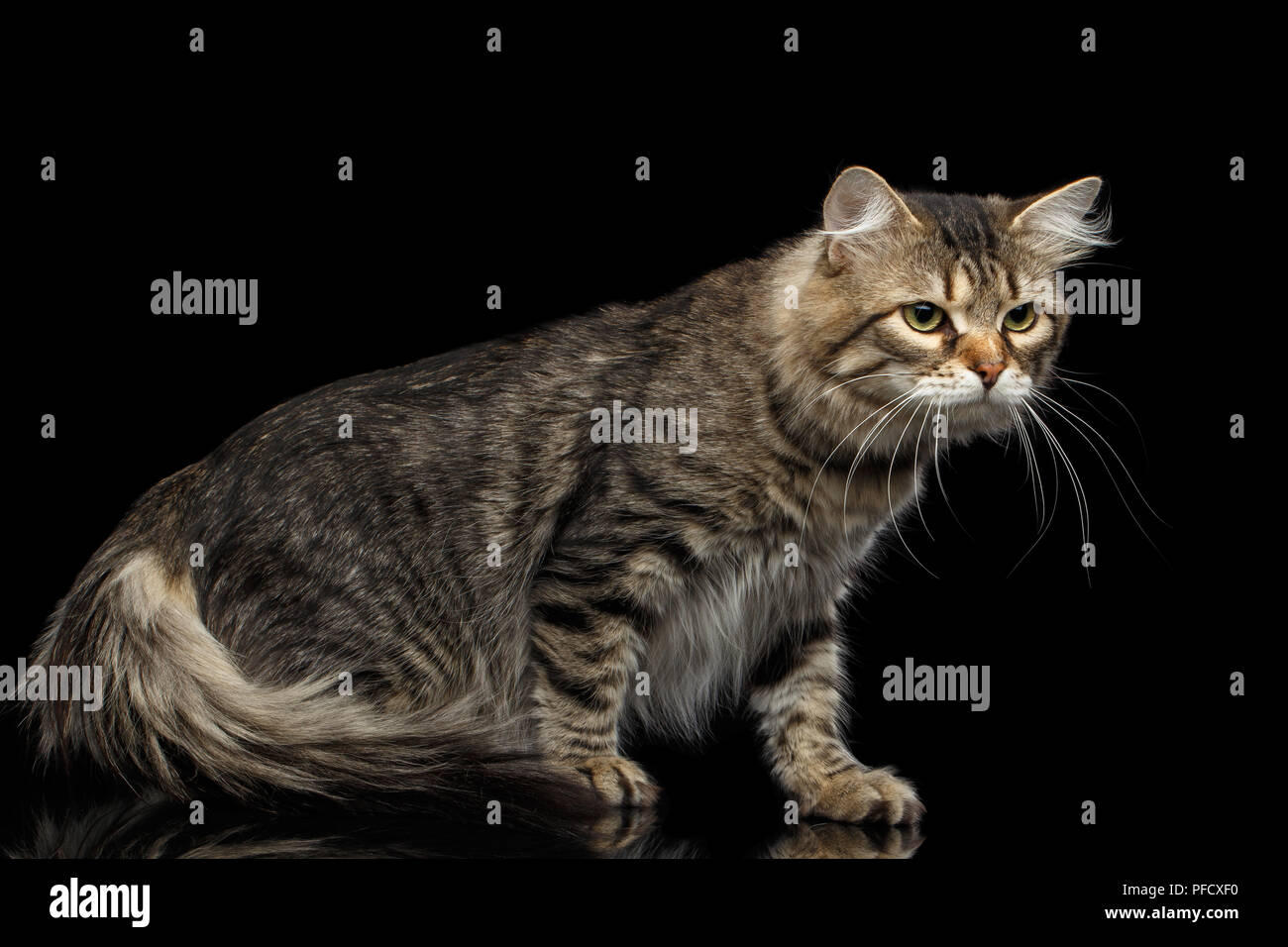 Curious Siberian Cat Turn back with furry tail on isolated black ...