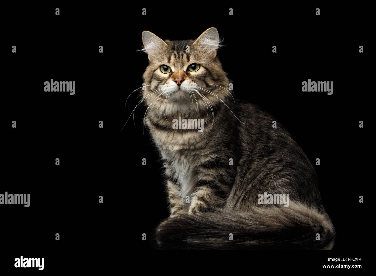 Adorable Siberian Cat Sits with furry tail on isolated black background ...