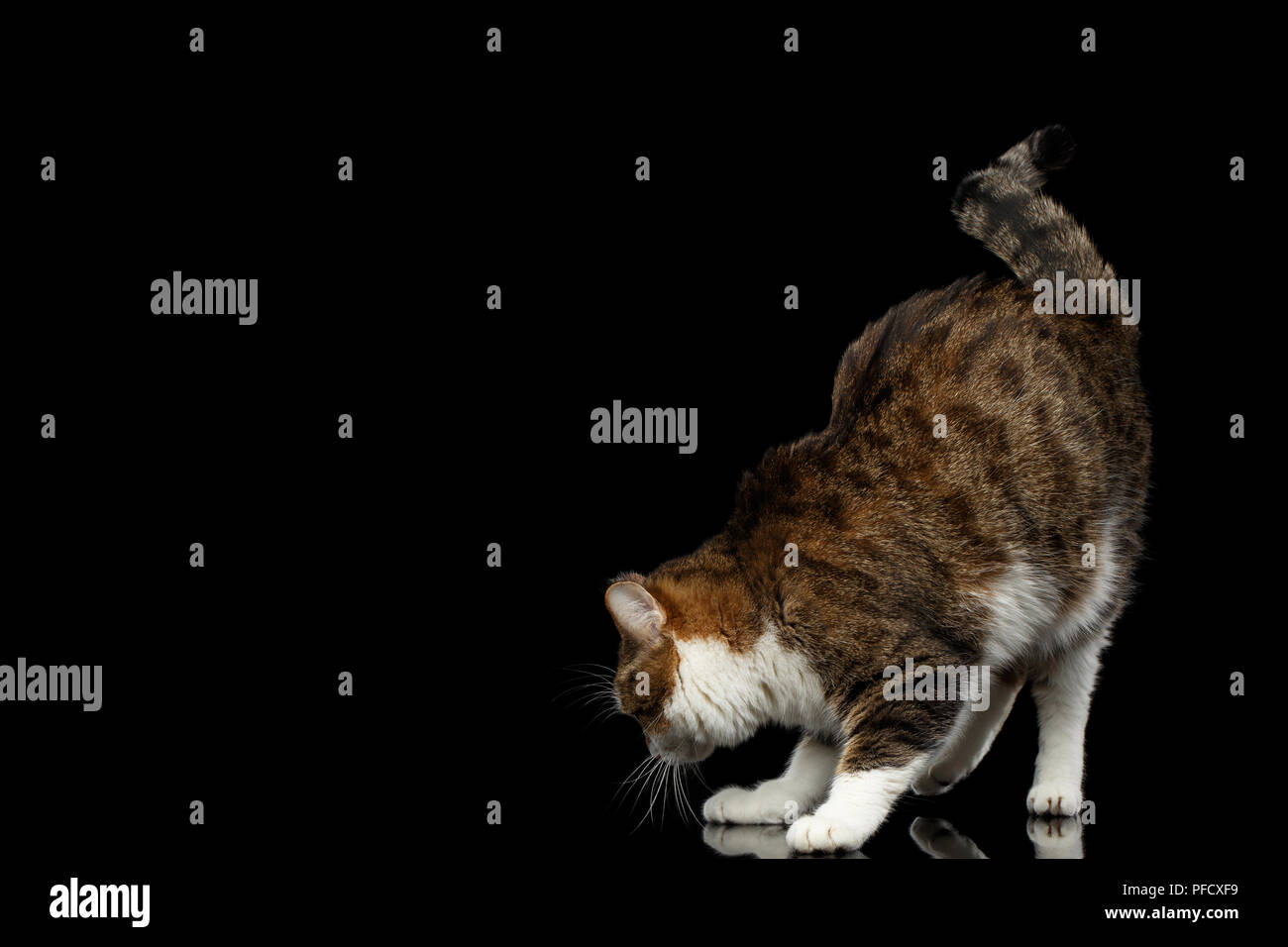 Curious Funny fat Cat nod of the head on isolated black background ...