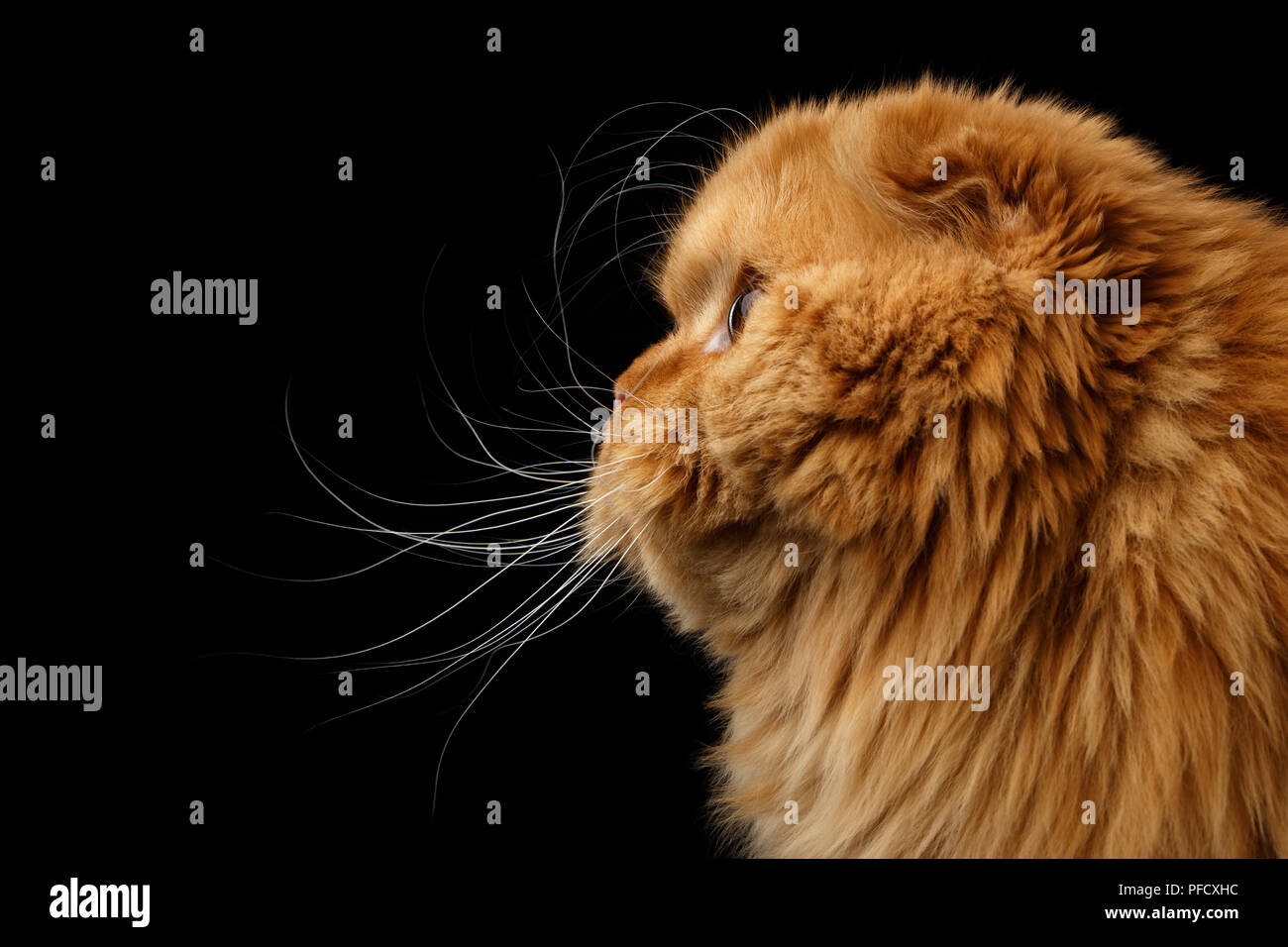 Close-up portrait of Furry red scottish fold breed Cat in profile view ...