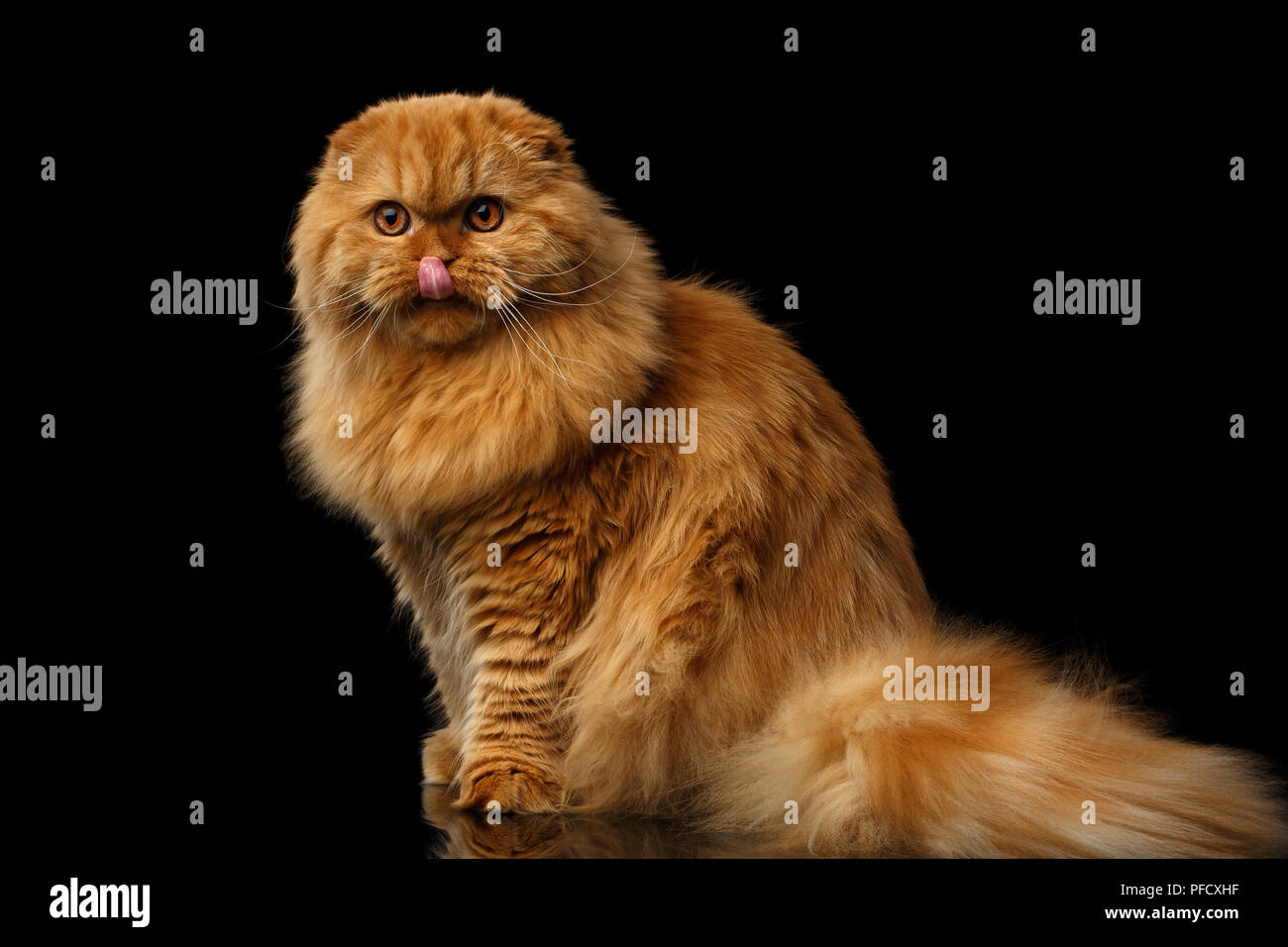 Furry red scottish fold highland breed Cat sitting and licked on ...
