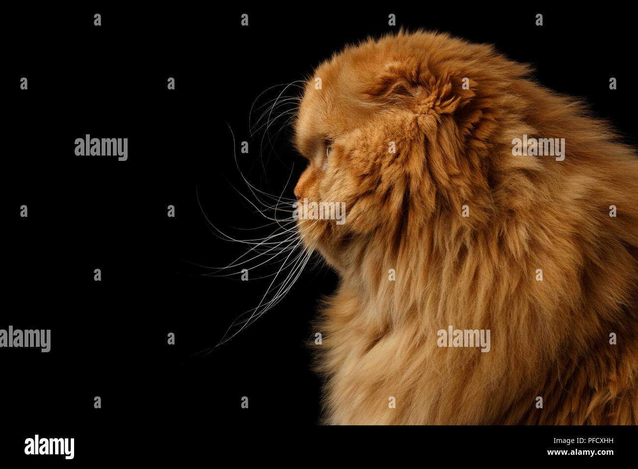 Close-up portrait of Furry red scottish fold breed Cat in profile view ...