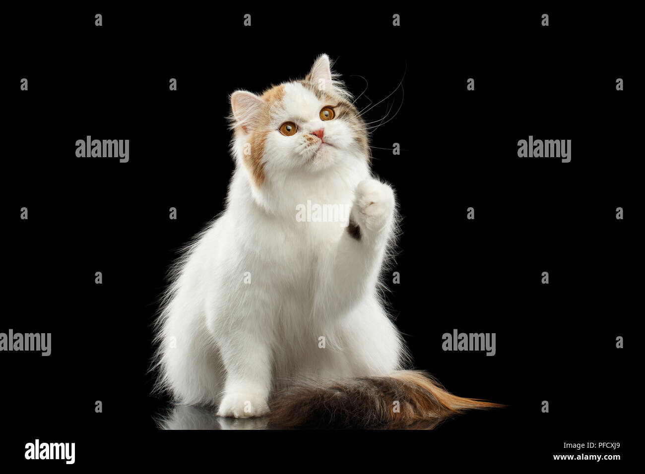 Playful Scottish Highland Straight Cat, White with Red Color of Fur ...