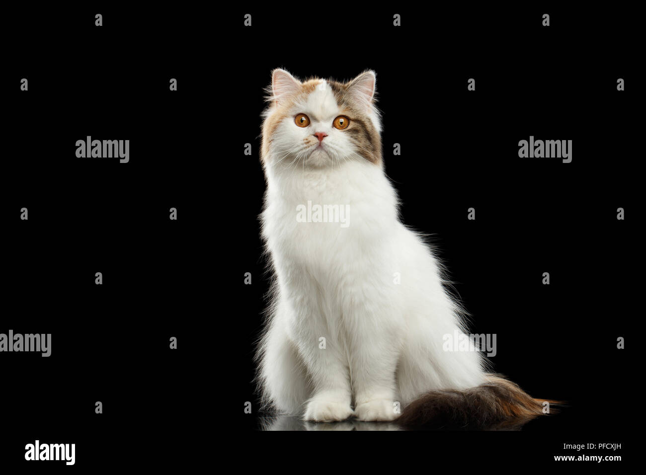 Angry white cat sitting hi-res stock photography and images - Alamy