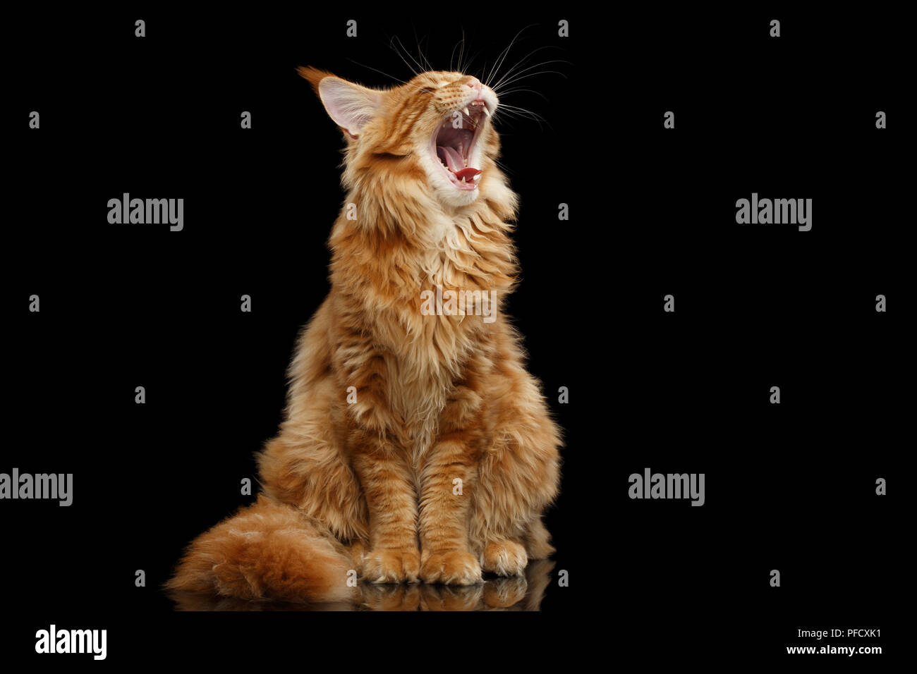 Curious Red Maine Coon Cat Sitting and Yawn Isolated on Black ...