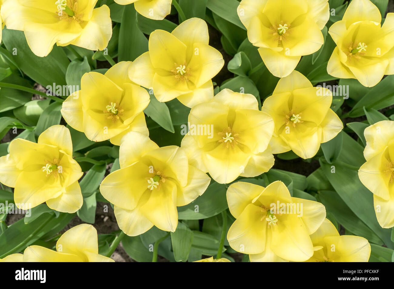 Top of beautiful yellow tulips in a garden Stock Photo - Alamy