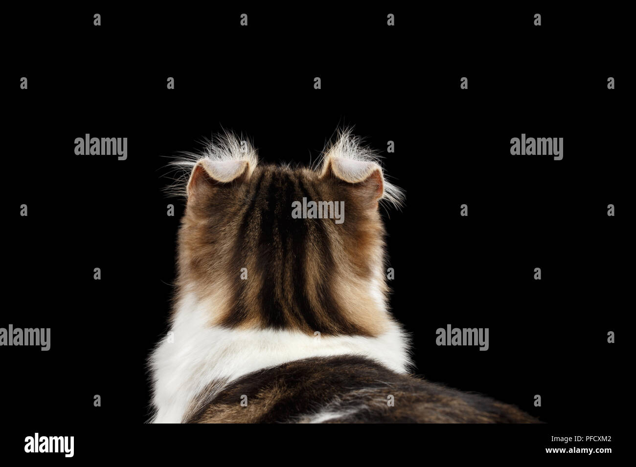 Closeup Portrait of American Curl Cat Breed with twisted Ears, on Black ...