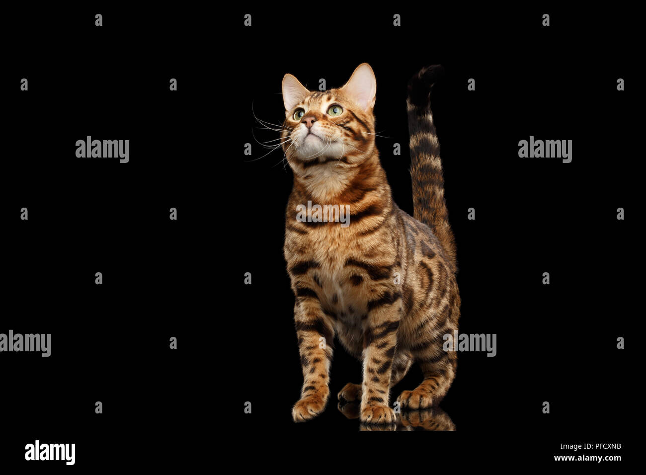 Cat Standing Front View