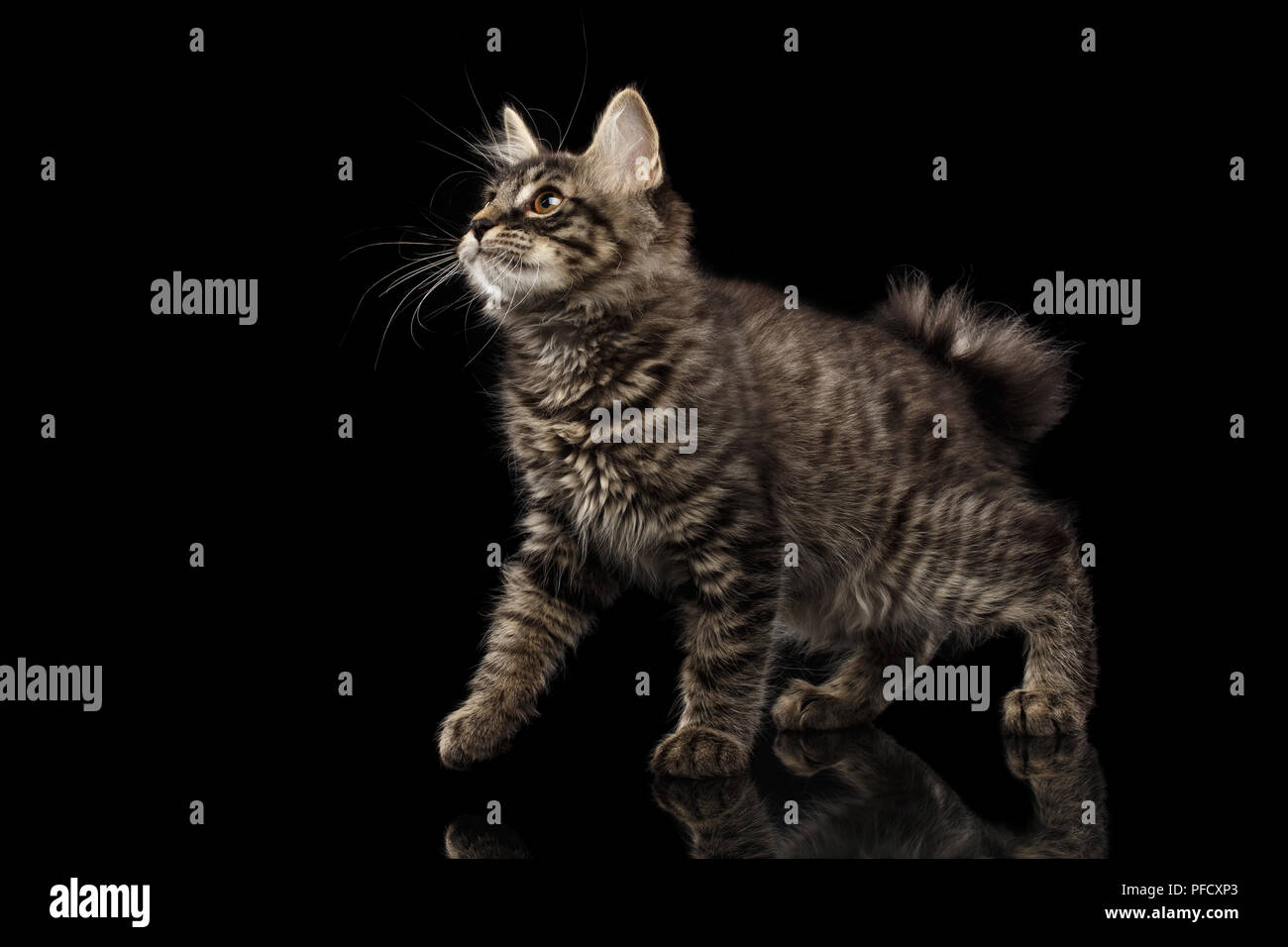 Cute crouched Kurilian Bobtail Kitty with Big Round eyes Curious ...