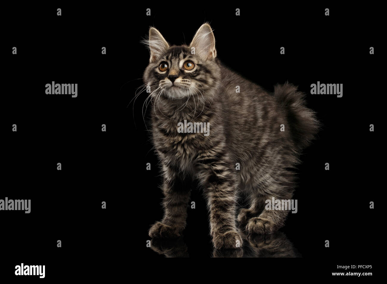 Cute crouched Kurilian Bobtail Kitty with Big Round eyes Curious ...