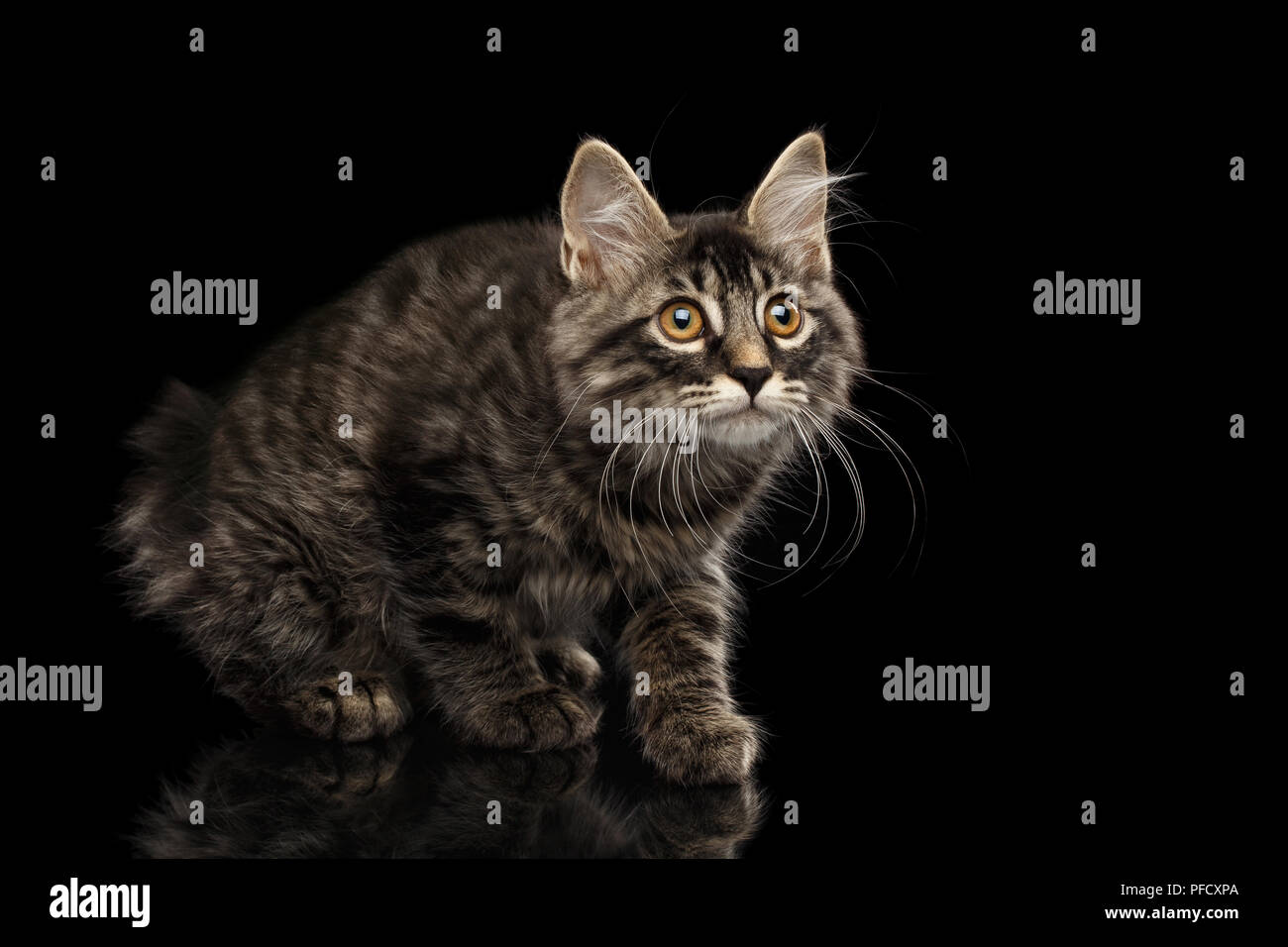 Cute crouched Kurilian Bobtail Kitty with Big Round eyes Curious ...