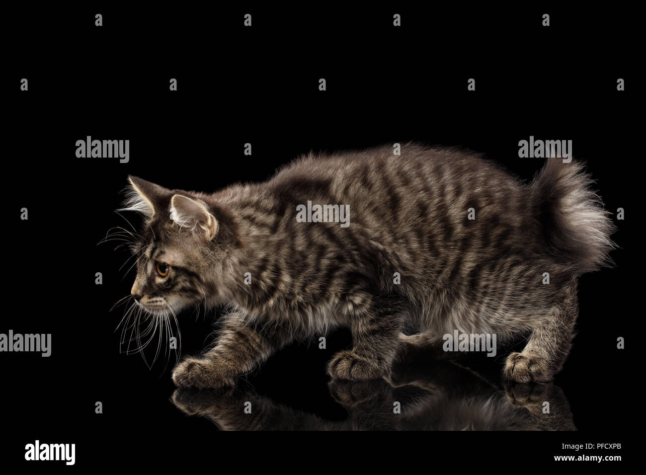 Crouched cat hi-res stock photography and images - Alamy