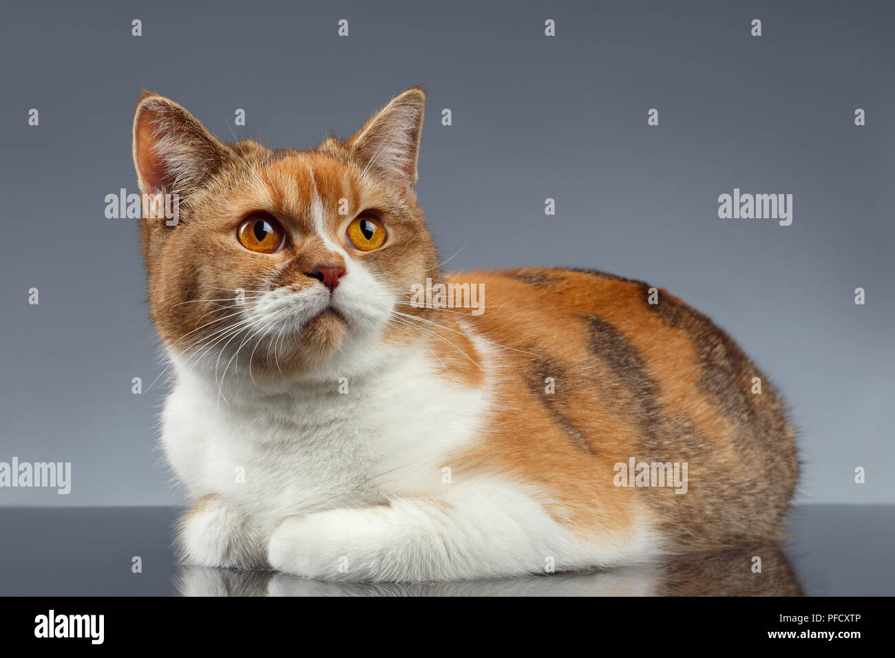 Red british shorthair cat studio hi-res stock photography and images ...