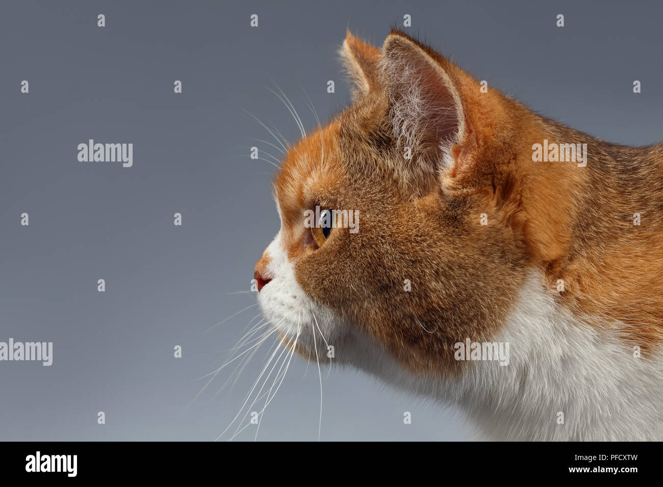 Closeup Red British Cat in Profile view on Gray Background Stock Photo ...
