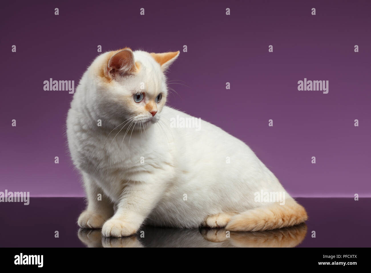 Blue Eyed British Kitten Sits on Purple Background Stock Photo - Alamy