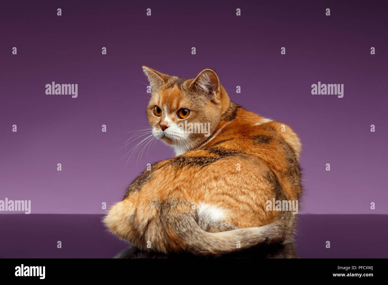 Cat head turned back hi-res stock photography and images - Alamy