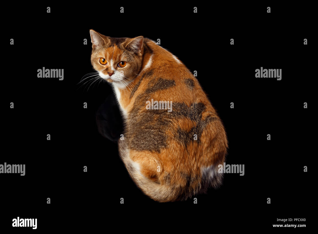 Cat head turned back hi-res stock photography and images - Alamy