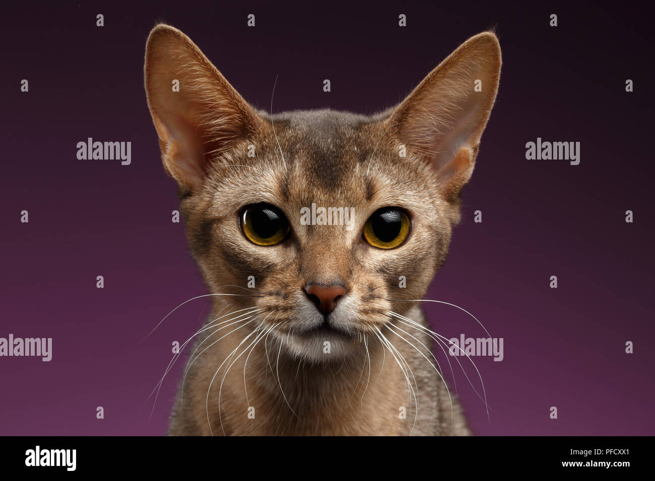 Close up Portrait of beautiful abyssinian Cat on purple Stock Photo - Alamy