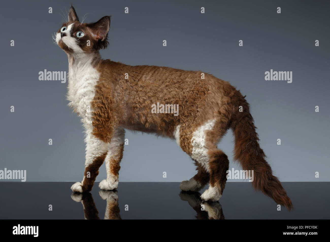 Devon rex hi-res stock photography and images - Alamy
