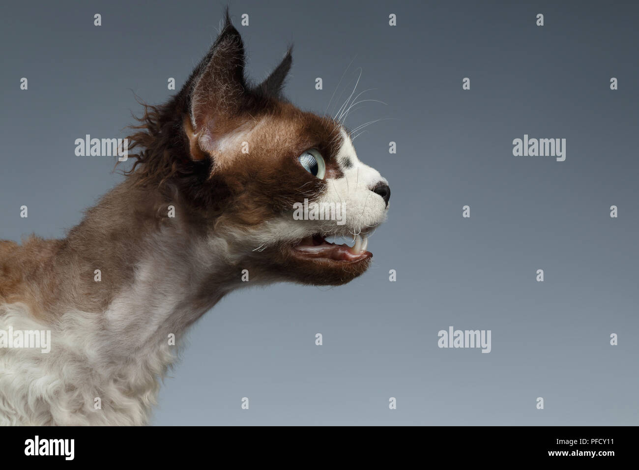 Hisses hi-res stock photography and images - Alamy