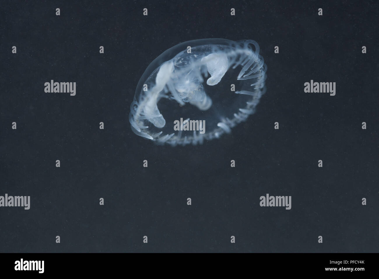 Hydromedusae hi-res stock photography and images - Alamy