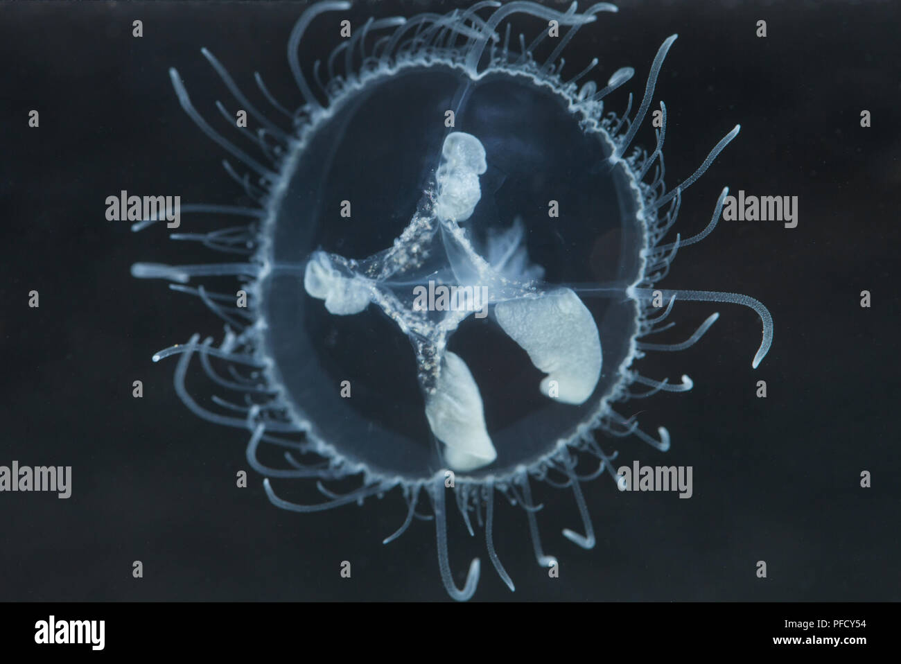 Hydrozoan medusa hi-res stock photography and images - Alamy