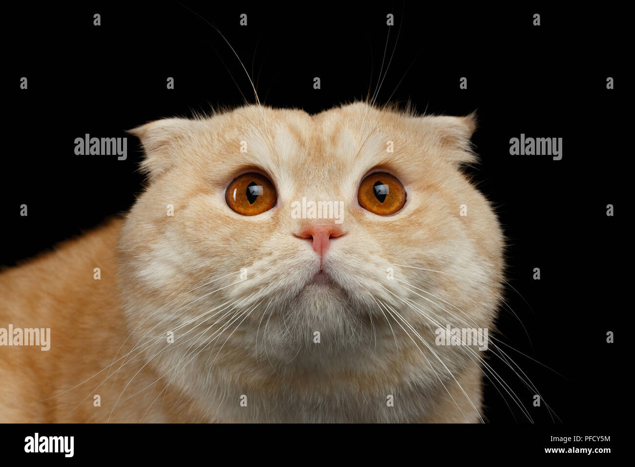 Closeup frightened Ginger Scottish Fold Cat isolated on Black ...