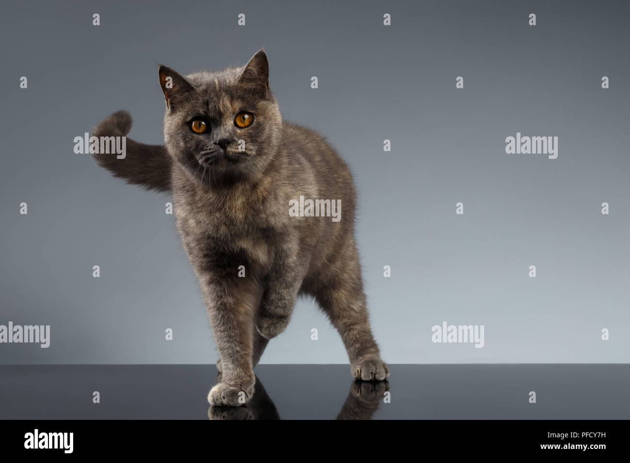 Scottish walks hi-res stock photography and images - Alamy