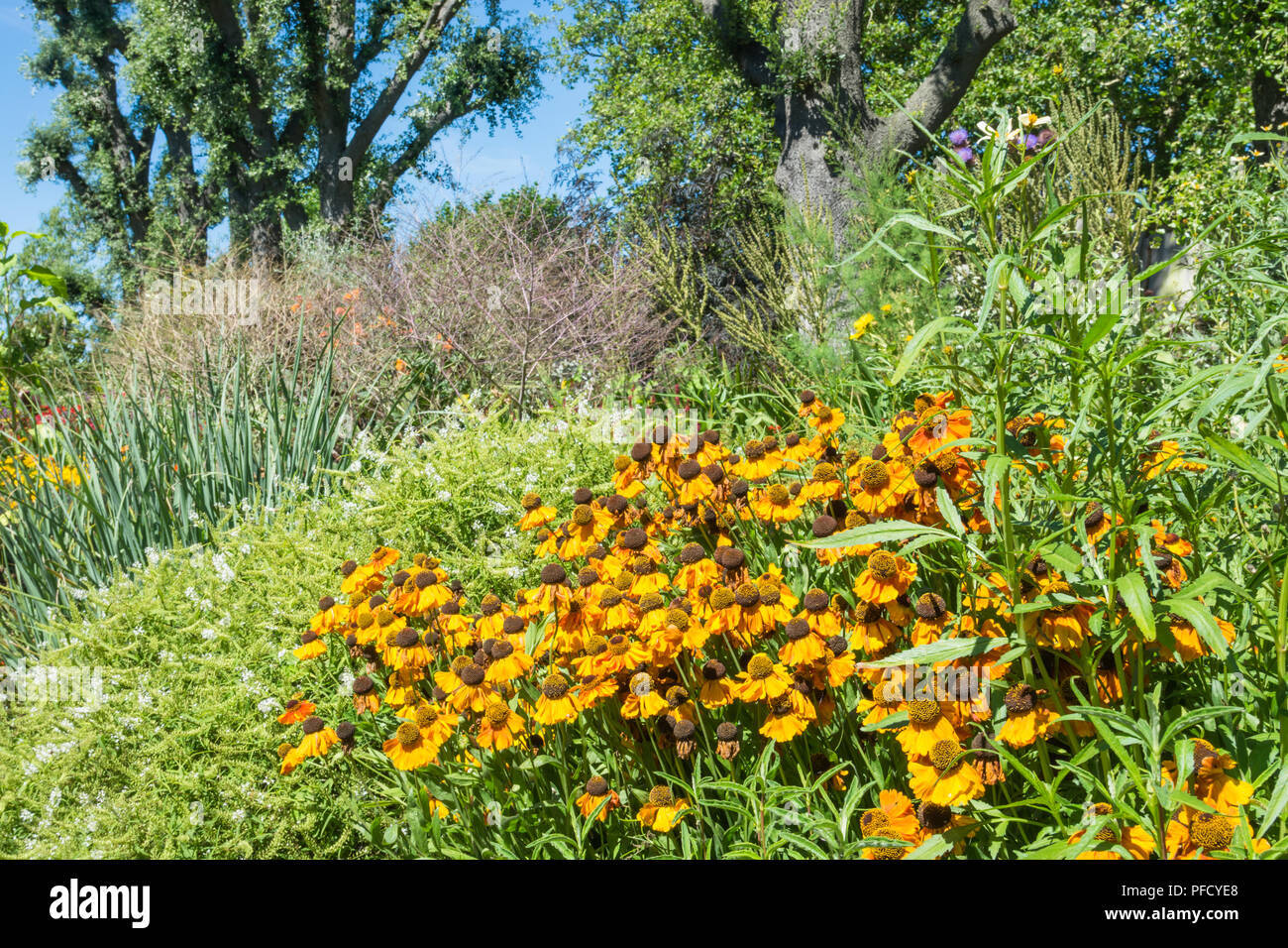 English garden flower helenium hi-res stock photography and images - Alamy