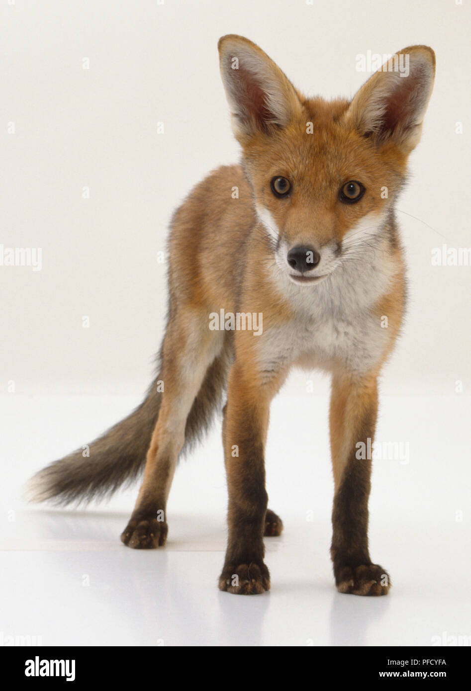 Family of twelve hi-res stock photography and images - Alamy