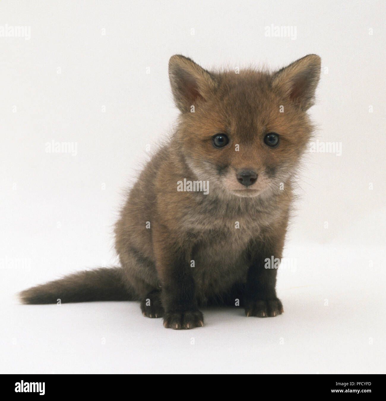 Vulpes vulpes, red fox, family canidae, front view of a new born grey ...