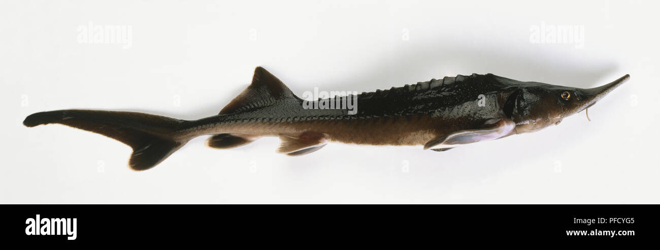 Side view of a dead sturgeon fish with long snout and heterocercal tail ...