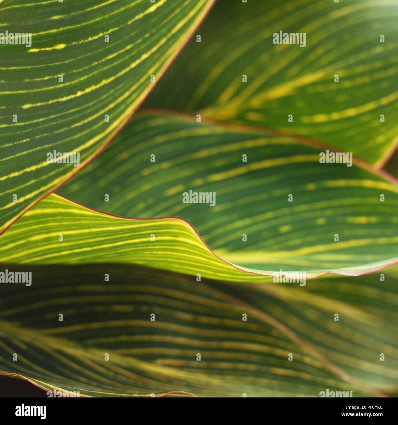 Indian Shot Plant, Canna 'Pretoria', close up of mid-green leaves with ...