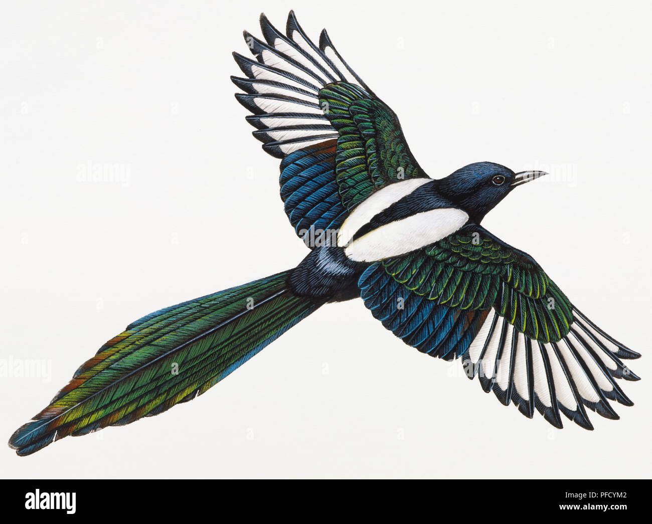 Flying magpie with outstretched wings hi-res stock photography and ...