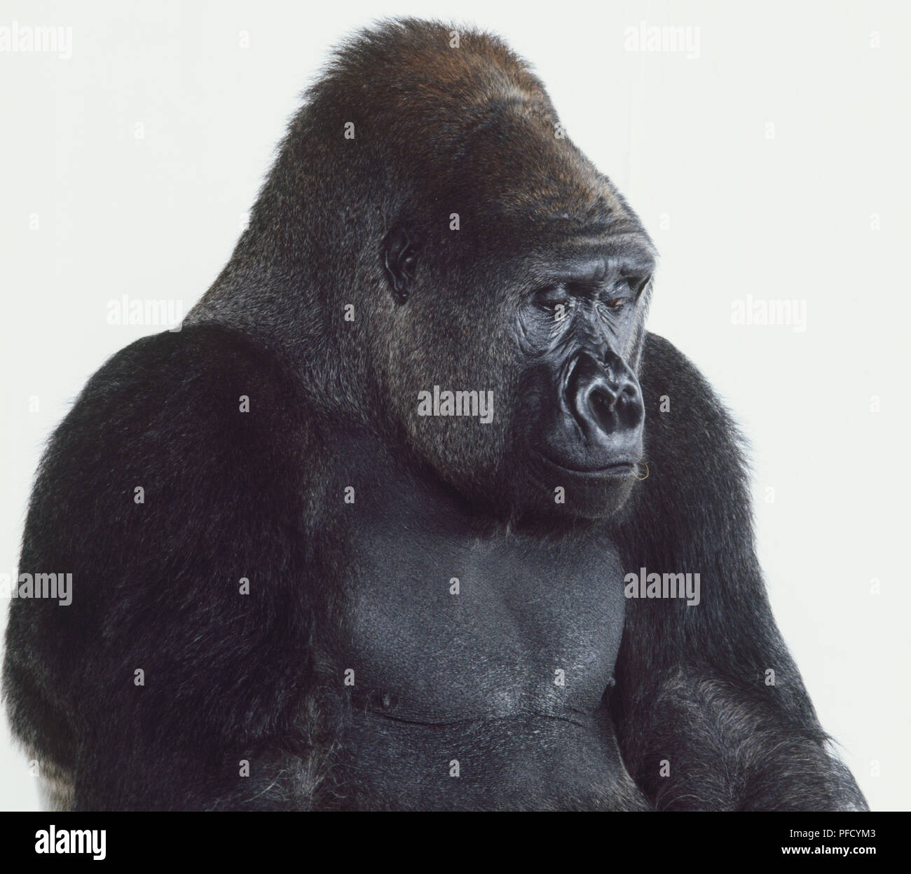 Head and upper torso of adult male Silverback Lowland Gorilla, brown ...