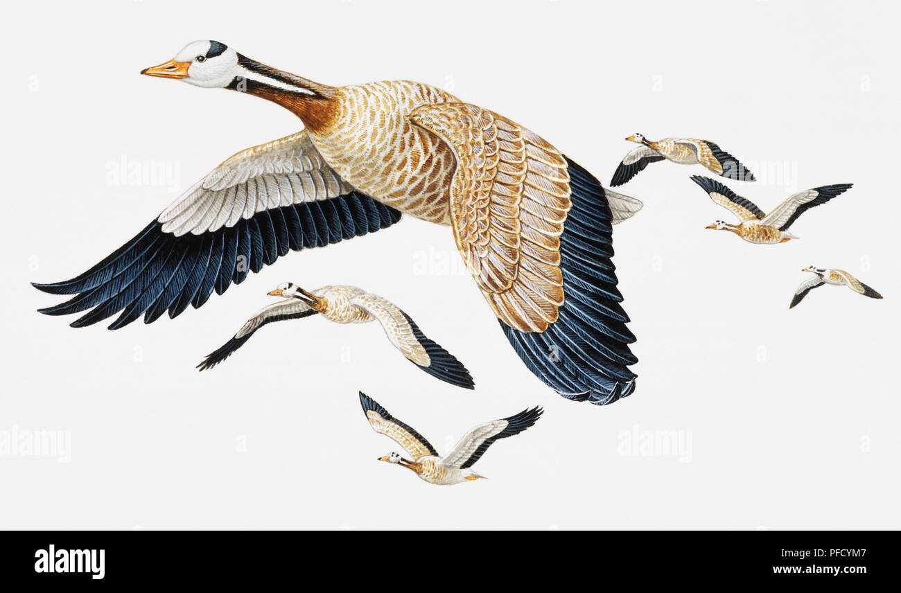 Bar-headed Goose, Anser indicus, flying in formation Stock Photo - Alamy