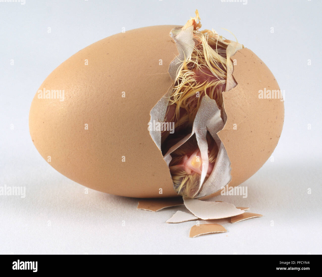 Chick hatching egg hi-res stock photography and images - Alamy
